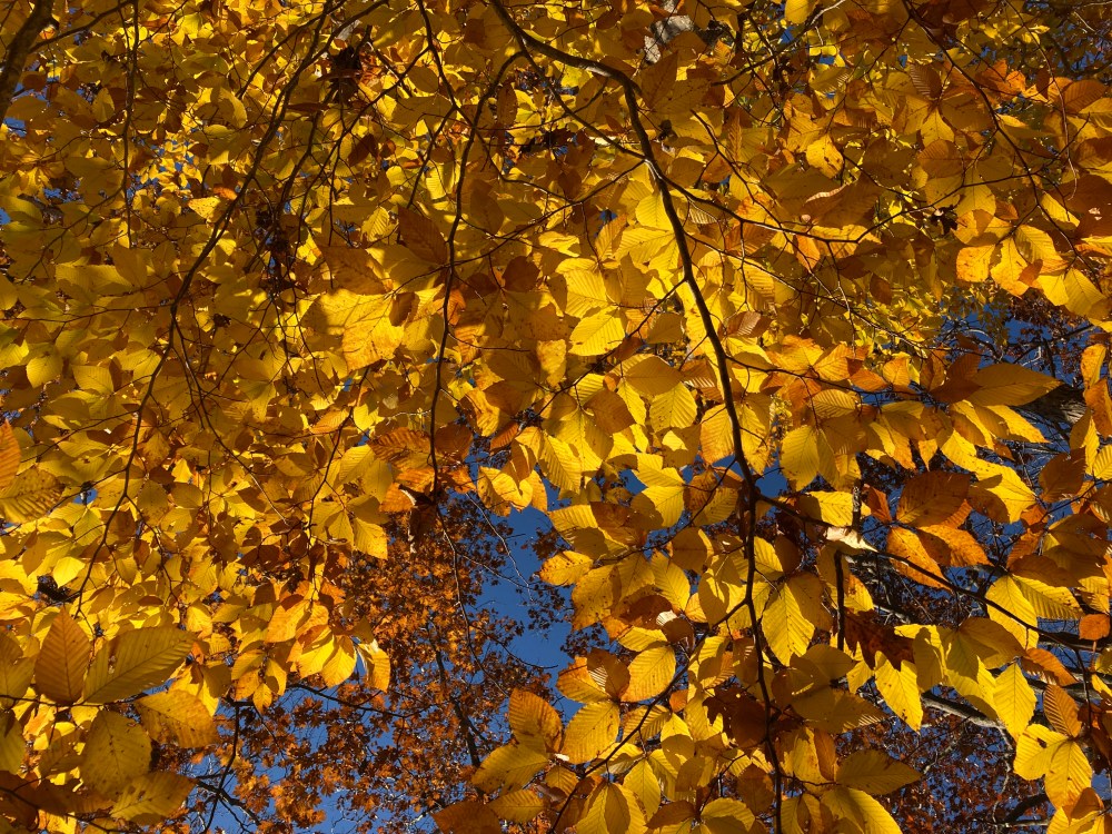 ALL SAINT’S DAY – Apprenticing to Grief – Washington City Church of the ...